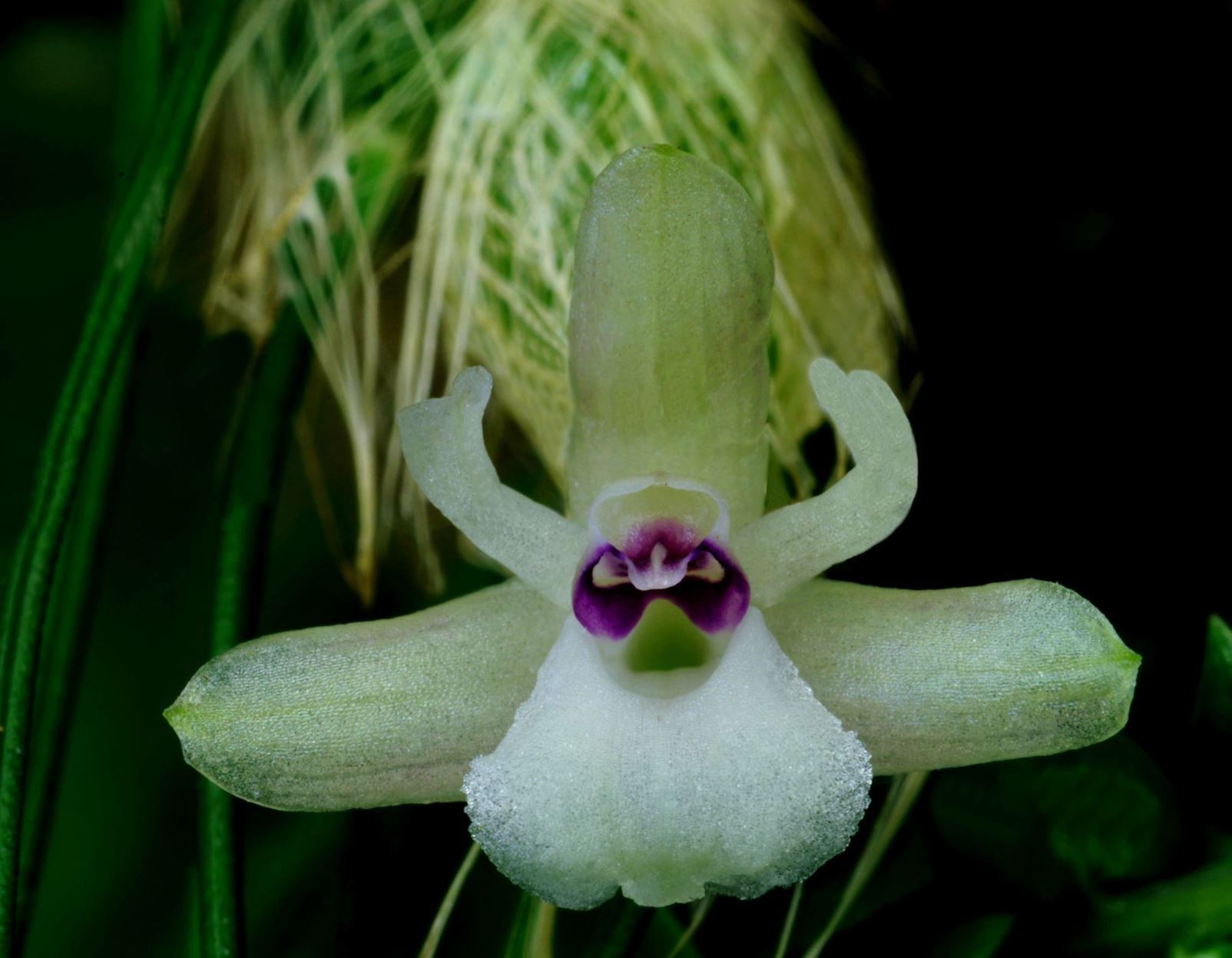 Isabelia virginalis | Hortus Botanicus Leiden, Netherlands