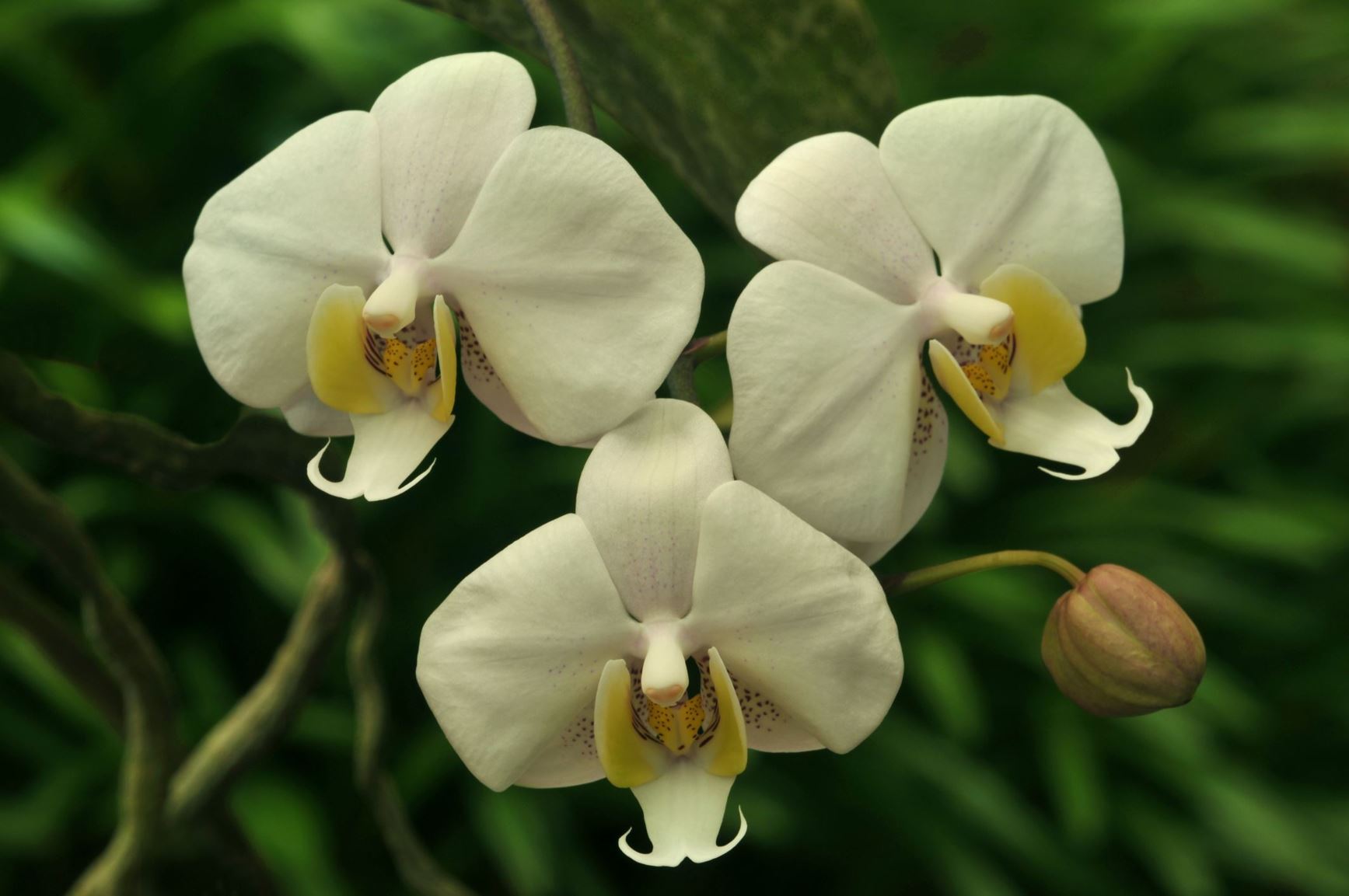 Phalaenopsis philippinensis | Hortus Botanicus Leiden, Netherlands