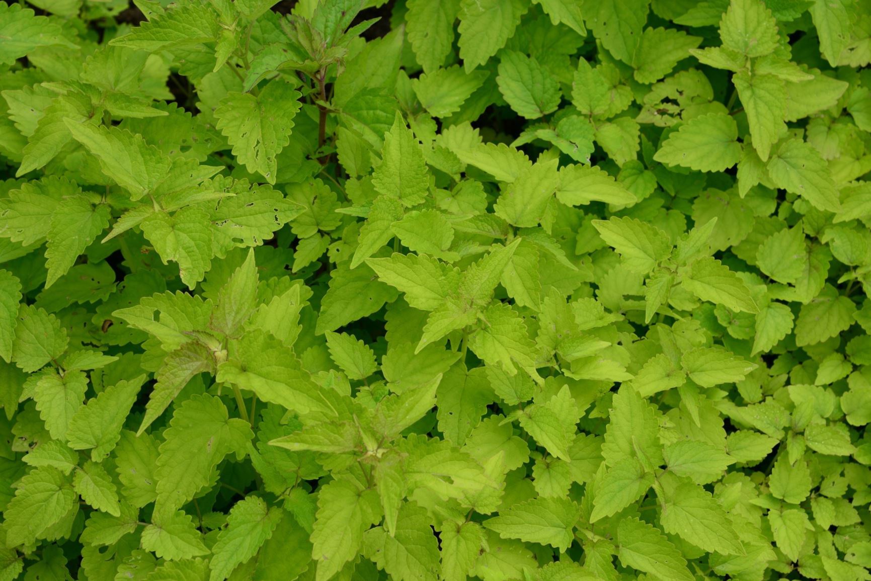 Agastache rugosa - Anijsnetel, Dropplant, Koreaanse munt, Korean mint ...