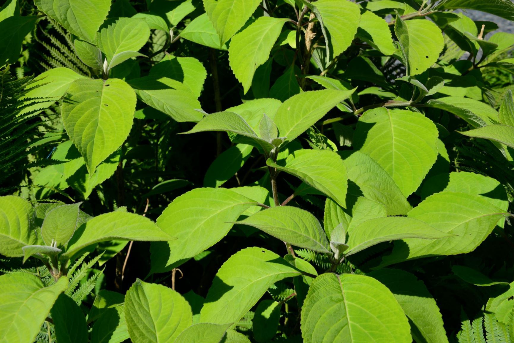 Leucosceptrum canum - Bird's Coca Cola Tree, 米团花 mi tuan hua | Hortus ...