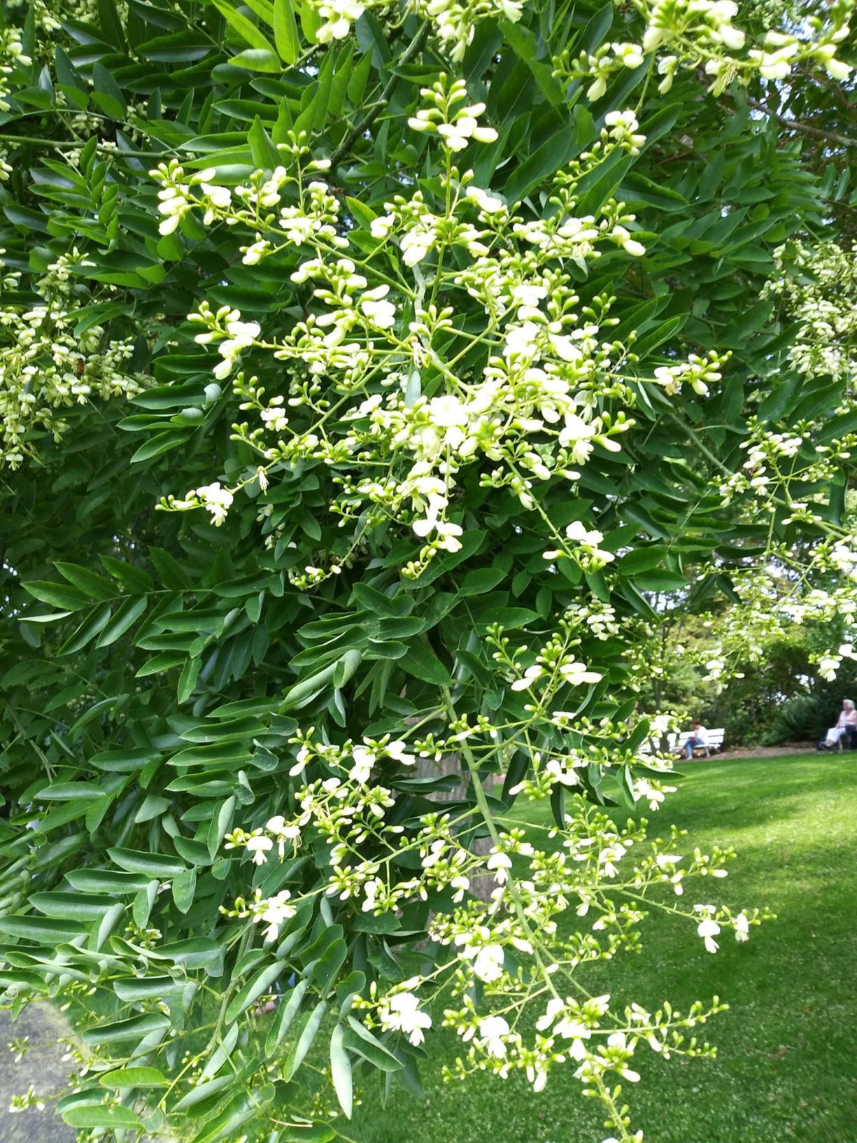 Styphnolobium japonicum - Honingboom, Sophora, Japanese pagoda tree ...