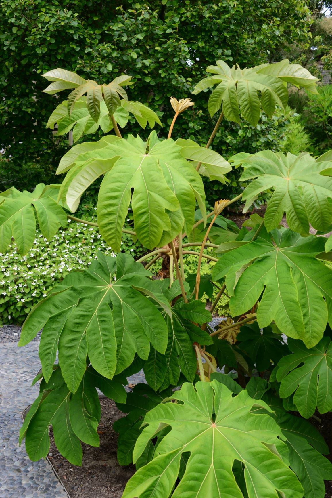Tetrapanax papyrifer 'Rex' - (Chinese) Rice-paper plant, Tung-Tsau ...