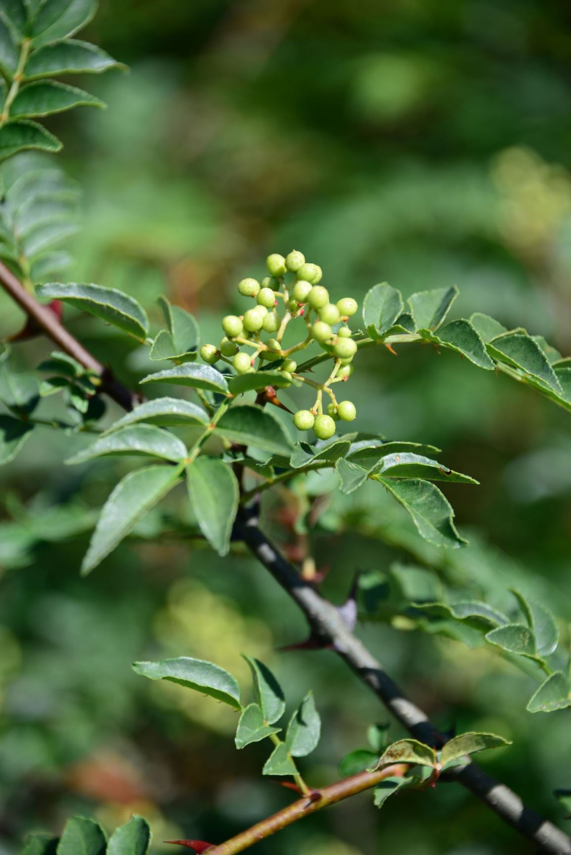 Zanthoxylum bungeanum - Sichuanpeper, Szechuanpeper, Prickly ash ...