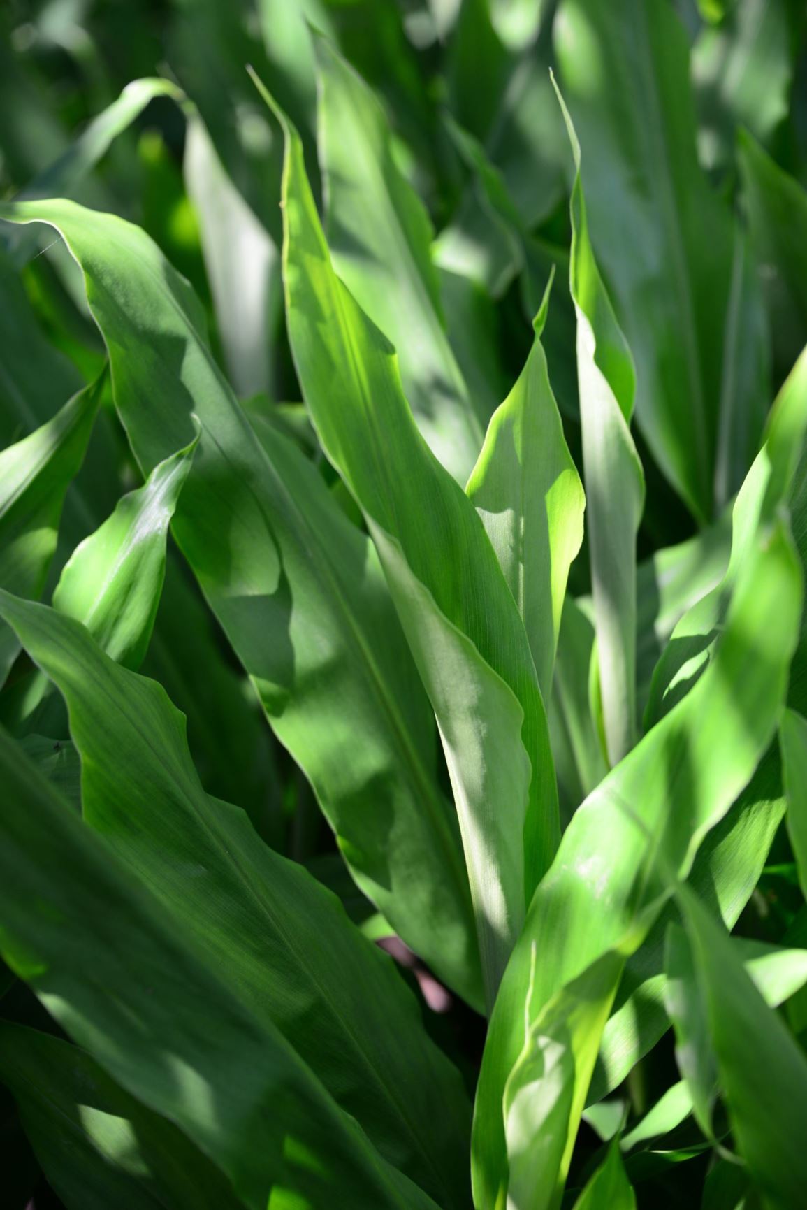 Zingiber mioga - Japanese ginger, Mioga ginger, Myoga, 蘘荷, Yang ha ...