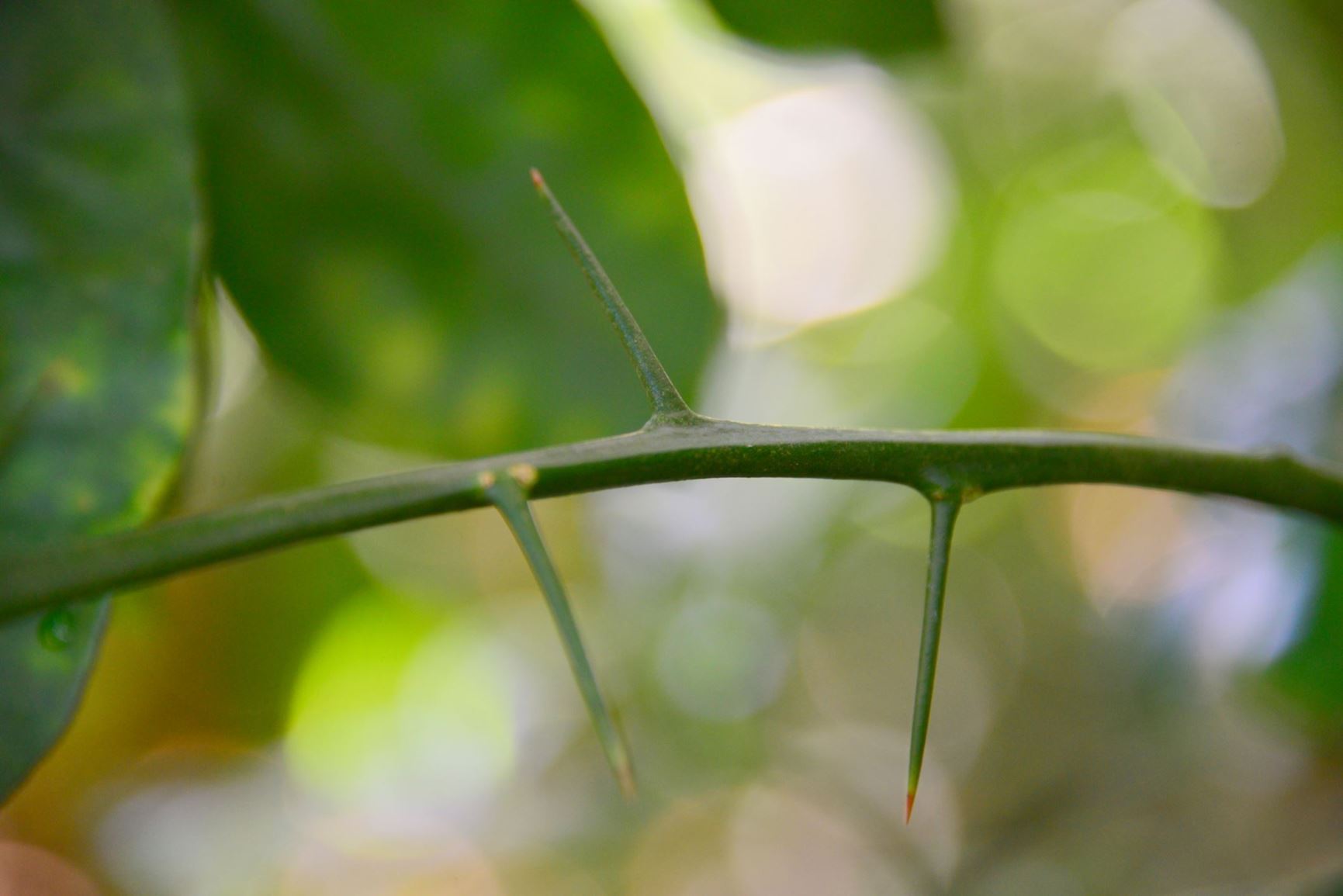 Citrus hystrix - Djeroek poeroet, Makrut lime, Mauritius papeda, Jeruk ...