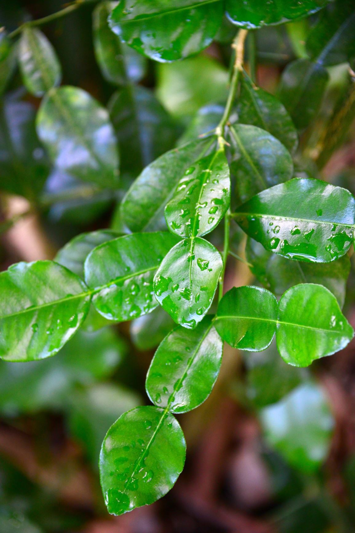 Citrus hystrix - Djeroek poeroet, Makrut lime, Mauritius papeda, Jeruk ...