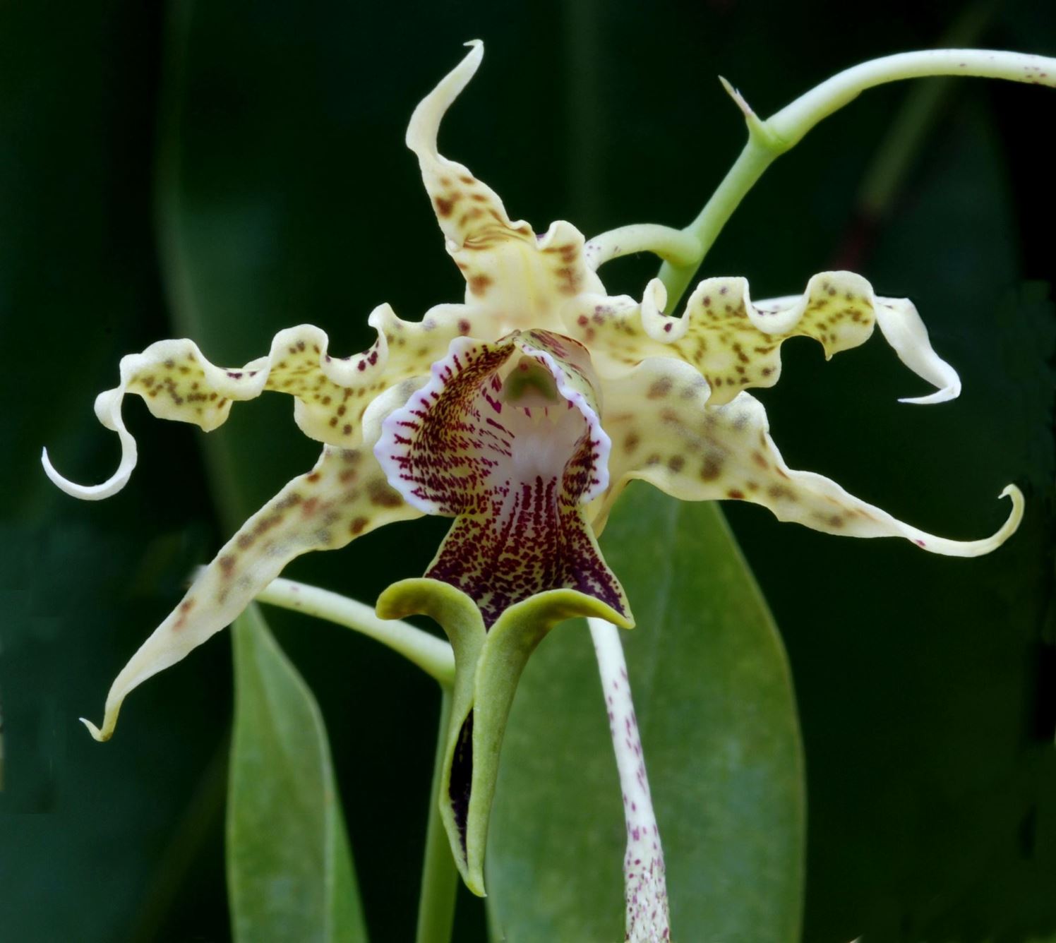 Dendrobium alexandrae | Hortus Botanicus Leiden, Netherlands