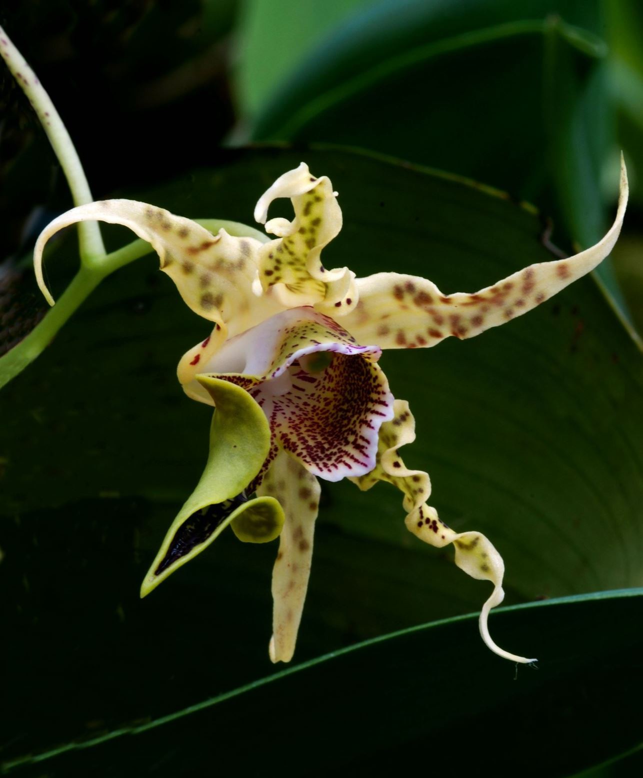 Dendrobium alexandrae | Hortus Botanicus Leiden, Netherlands