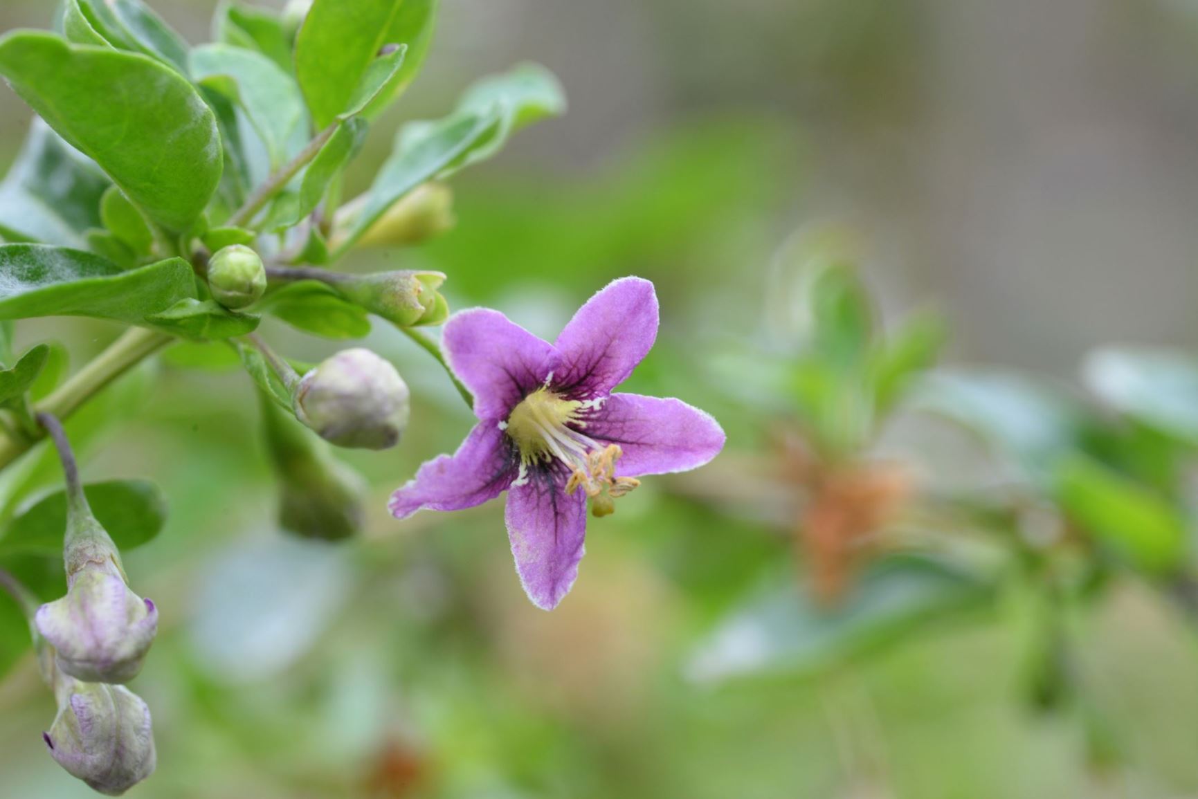 Lycium barbarum - Boksdoorn, Gojibes, Chinese wolfberry, Common ...