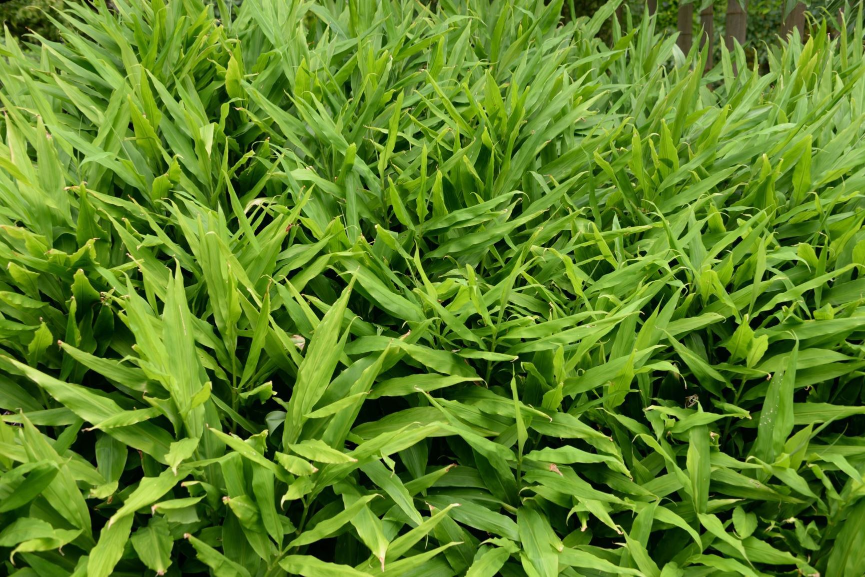 Zingiber mioga - Japanese ginger, Mioga ginger, Myoga, 蘘荷, Yang ha ...