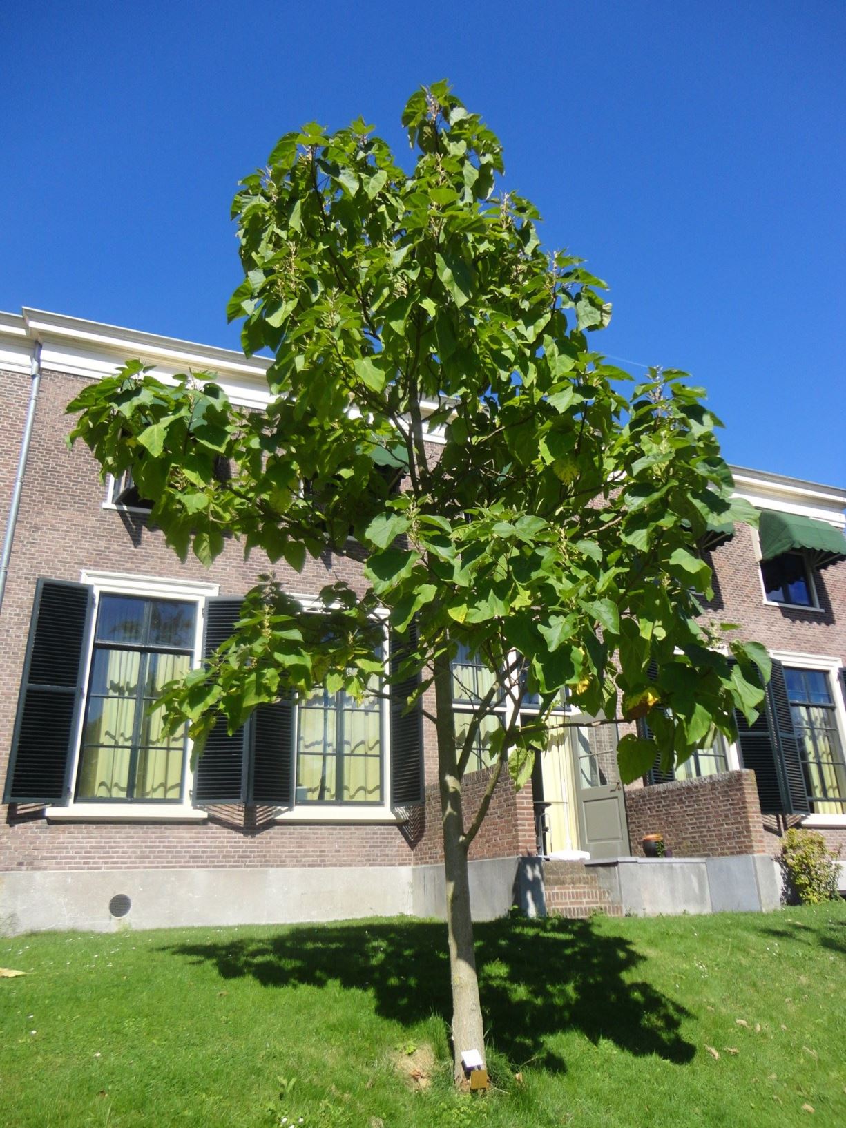 Paulownia tomentosa - Anna Paulownaboom, Anna Paulowna tree | Hortus ...