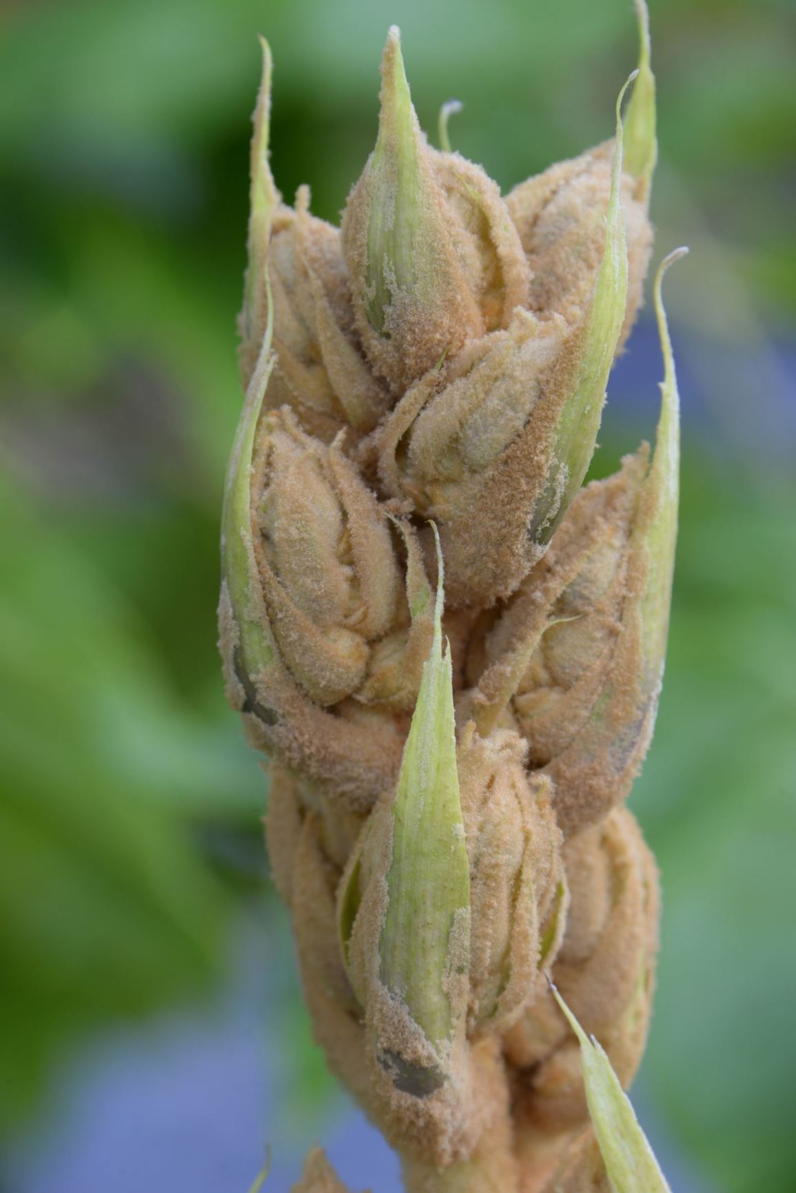 Tetrapanax papyrifer 'Rex' - (Chinese) Rice-paper plant, Tung-Tsau ...