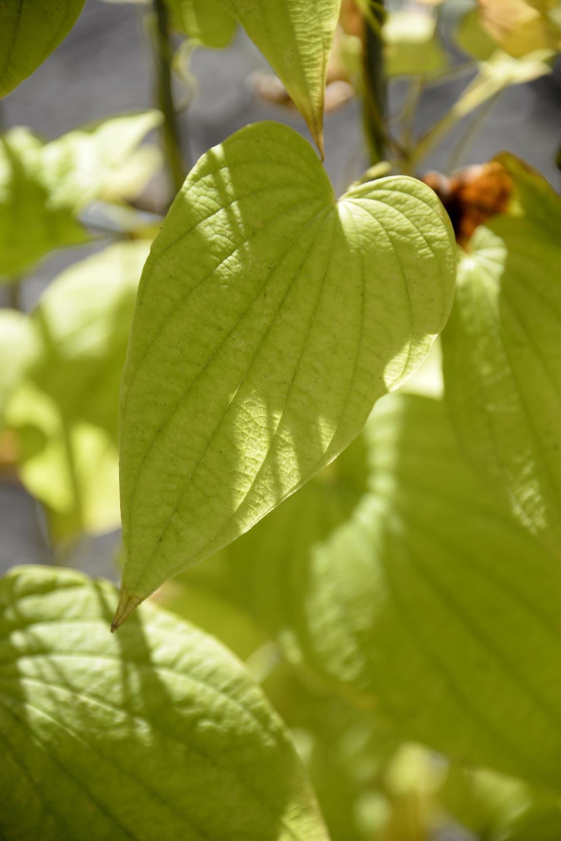 Dioscorea oppositifolia - Chinese yam; Lichtwortel, Chinese yam ...