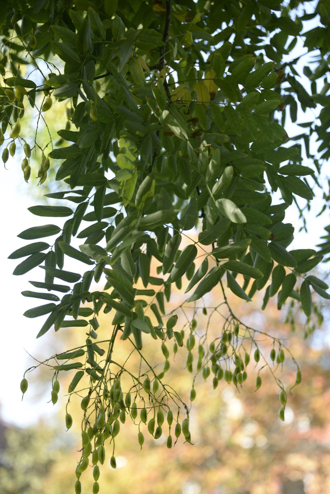 Styphnolobium japonicum - Honingboom, Sophora, Japanese pagoda tree ...