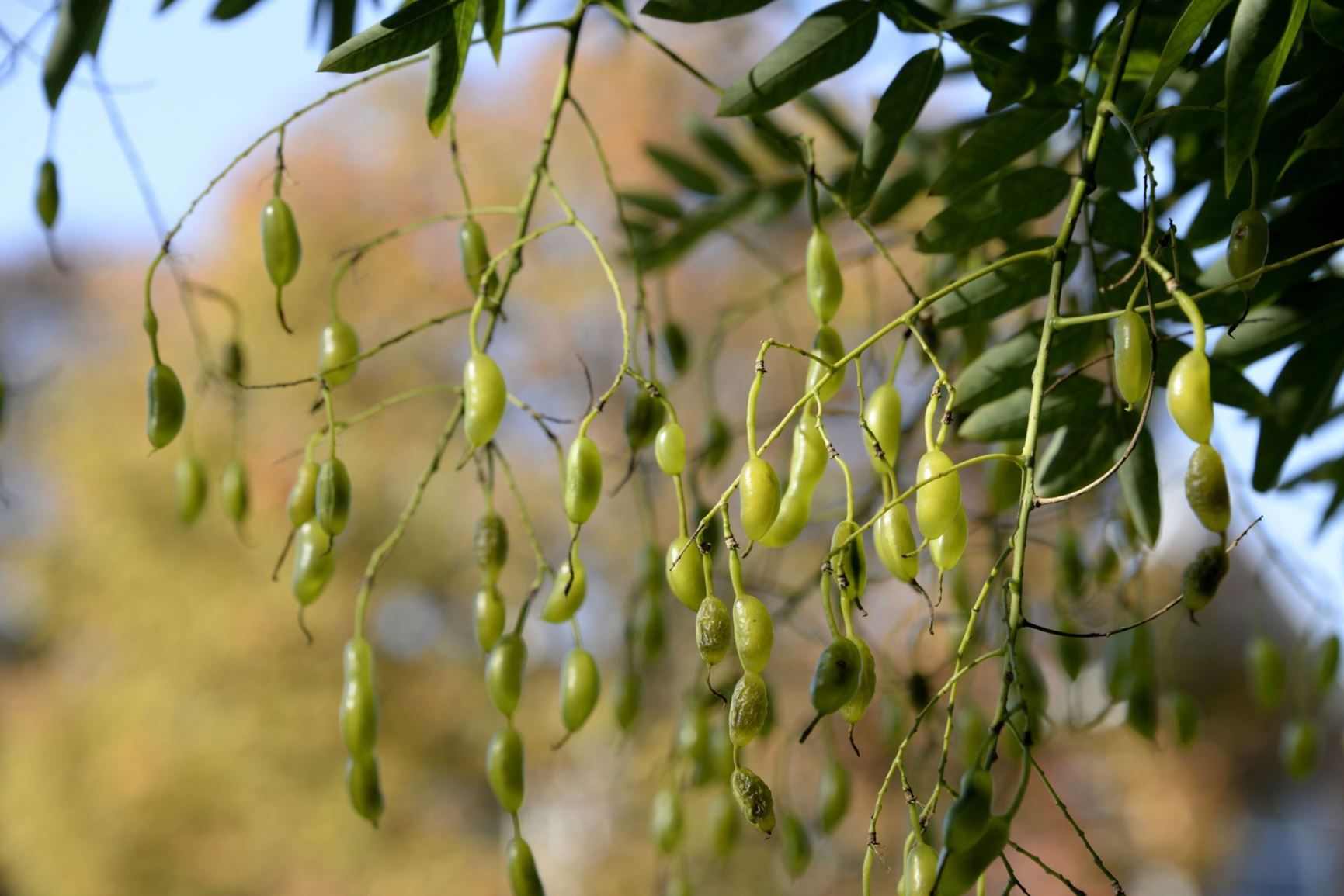 Styphnolobium japonicum - Honingboom, Sophora, Japanese pagoda tree ...