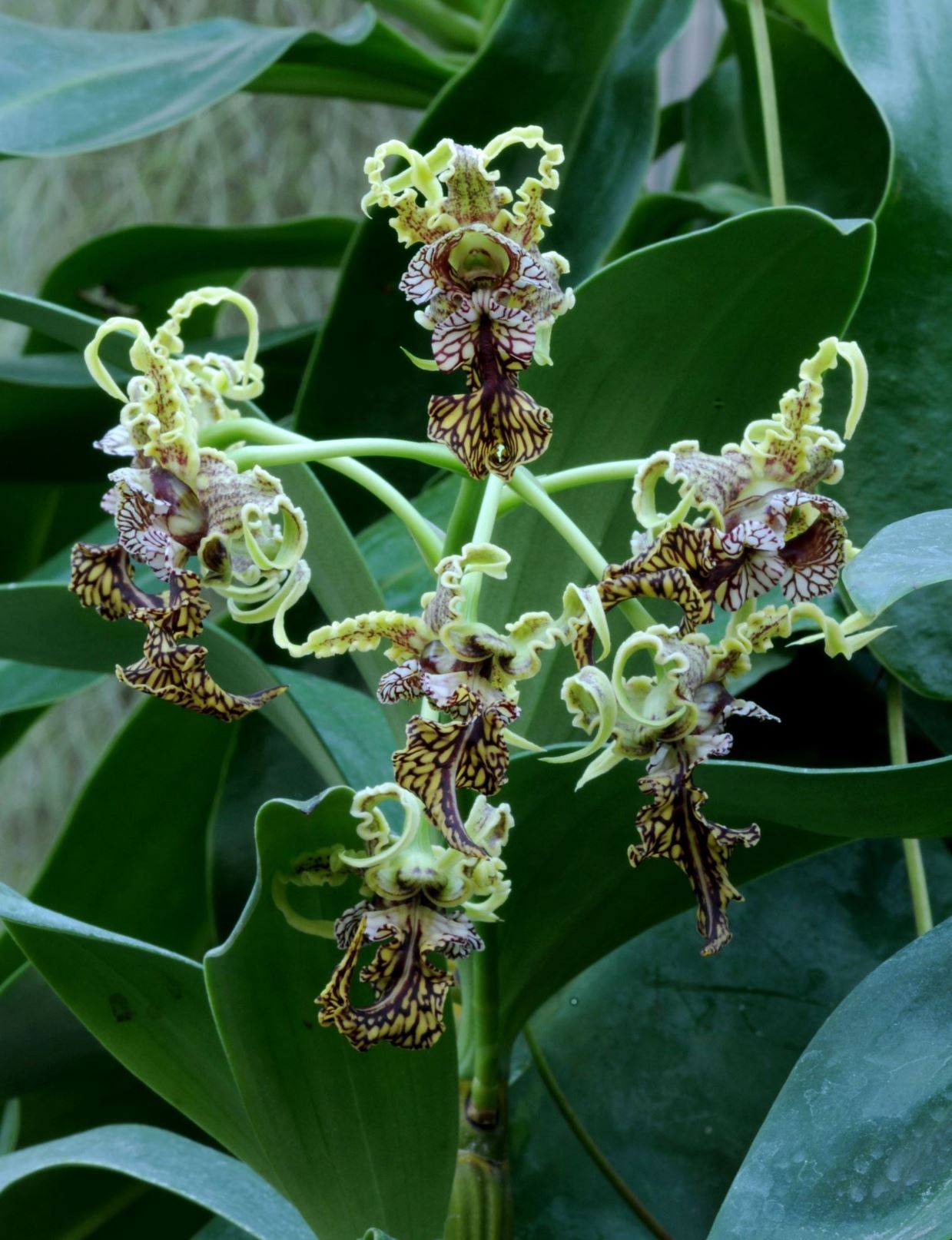 Dendrobium spectabile | Hortus Botanicus Leiden, Netherlands