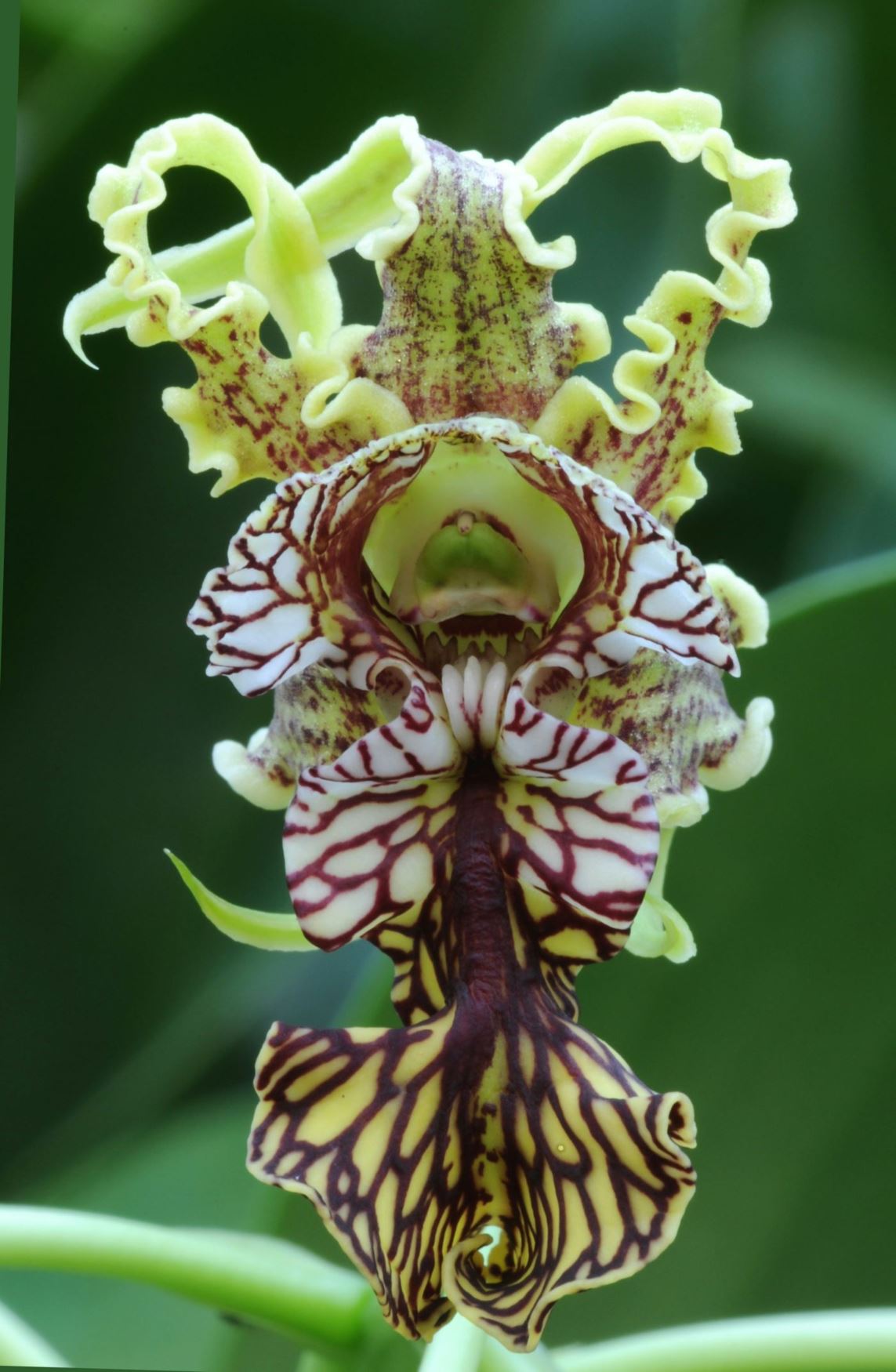 Dendrobium spectabile | Hortus Botanicus Leiden, Netherlands