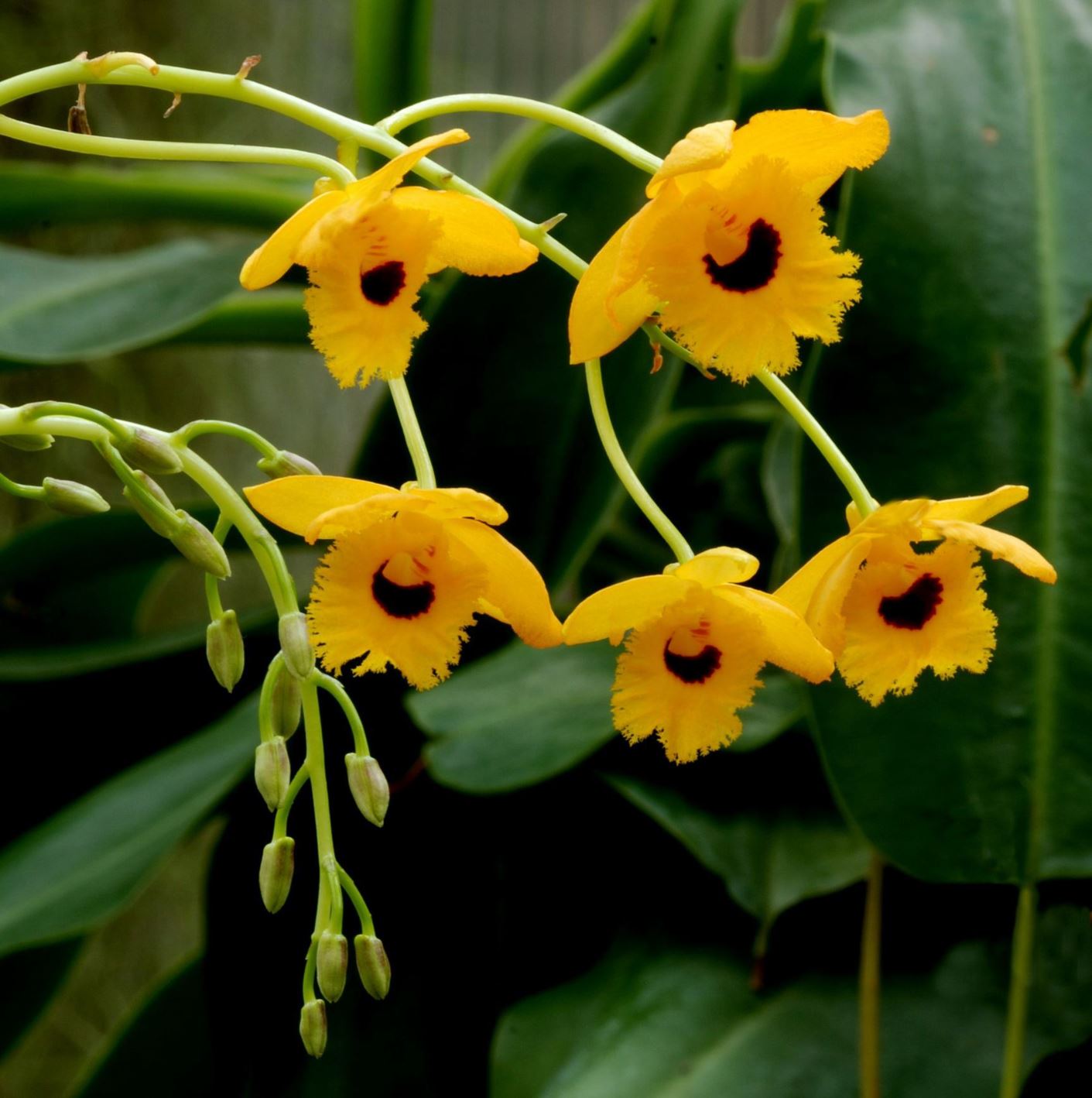 Dendrobium fimbriatum | Hortus Botanicus Leiden, Netherlands