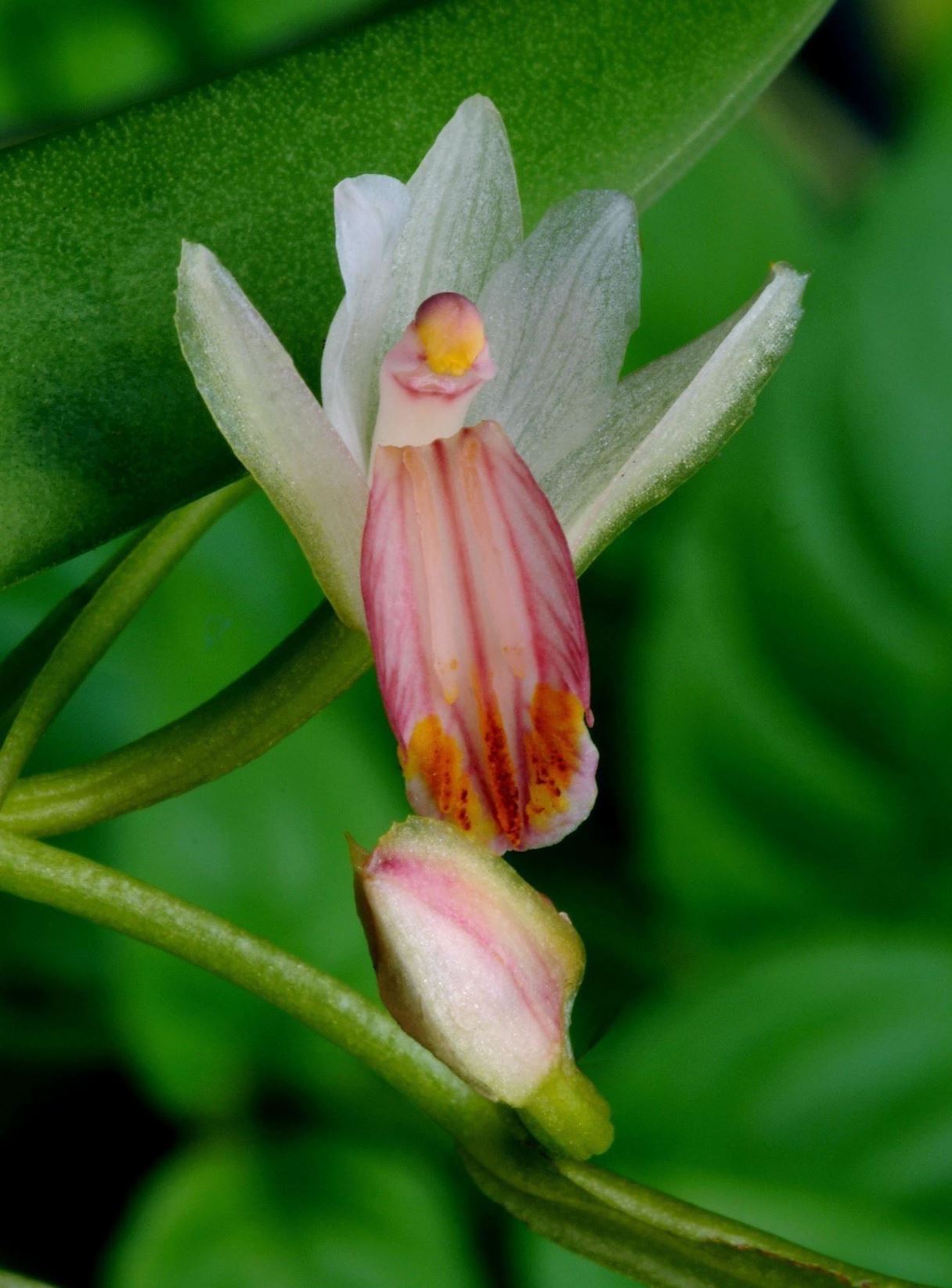 Browse E | Hortus Botanicus Leiden, Netherlands