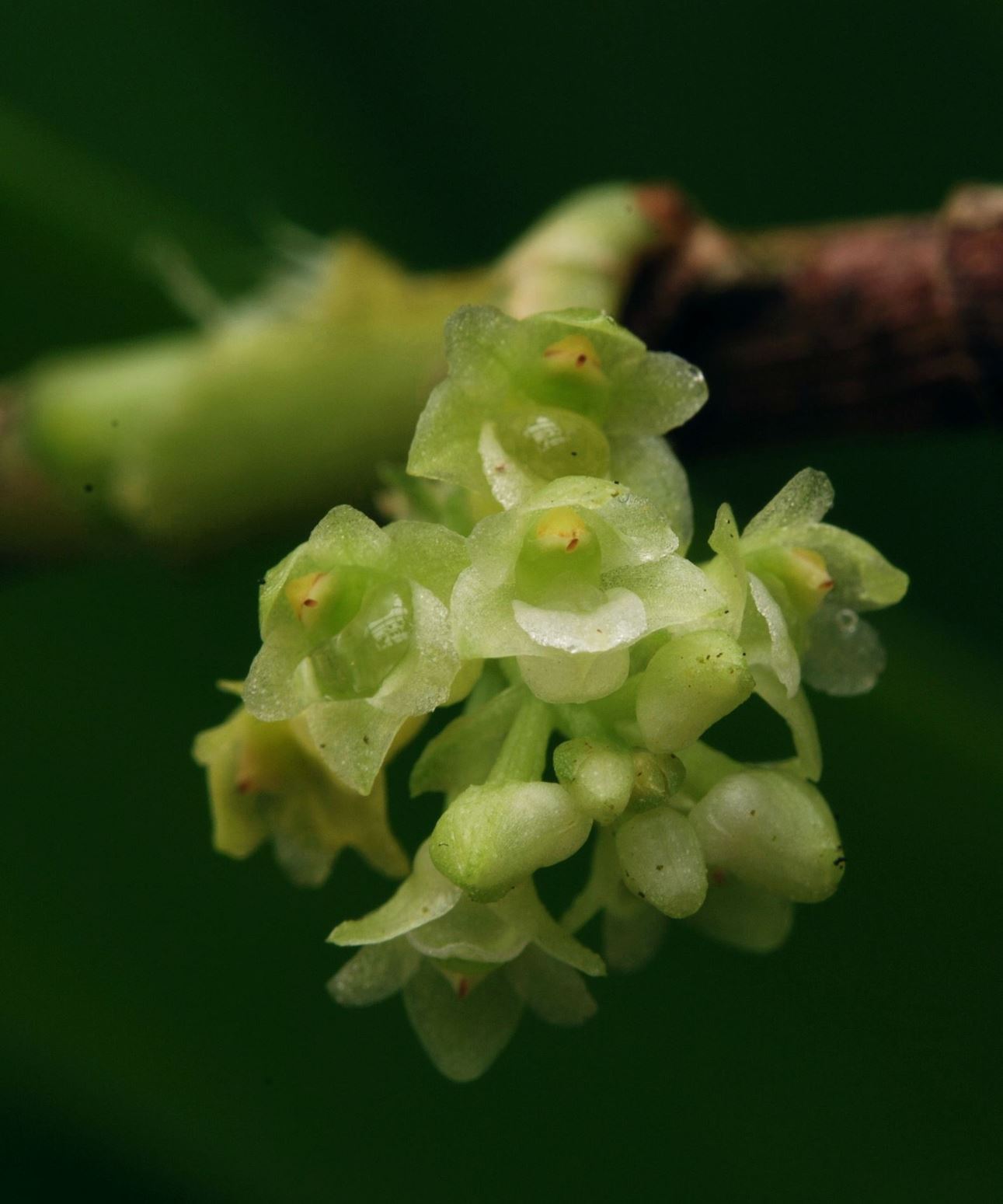 Appendicula reflexa | Hortus Botanicus Leiden, Netherlands