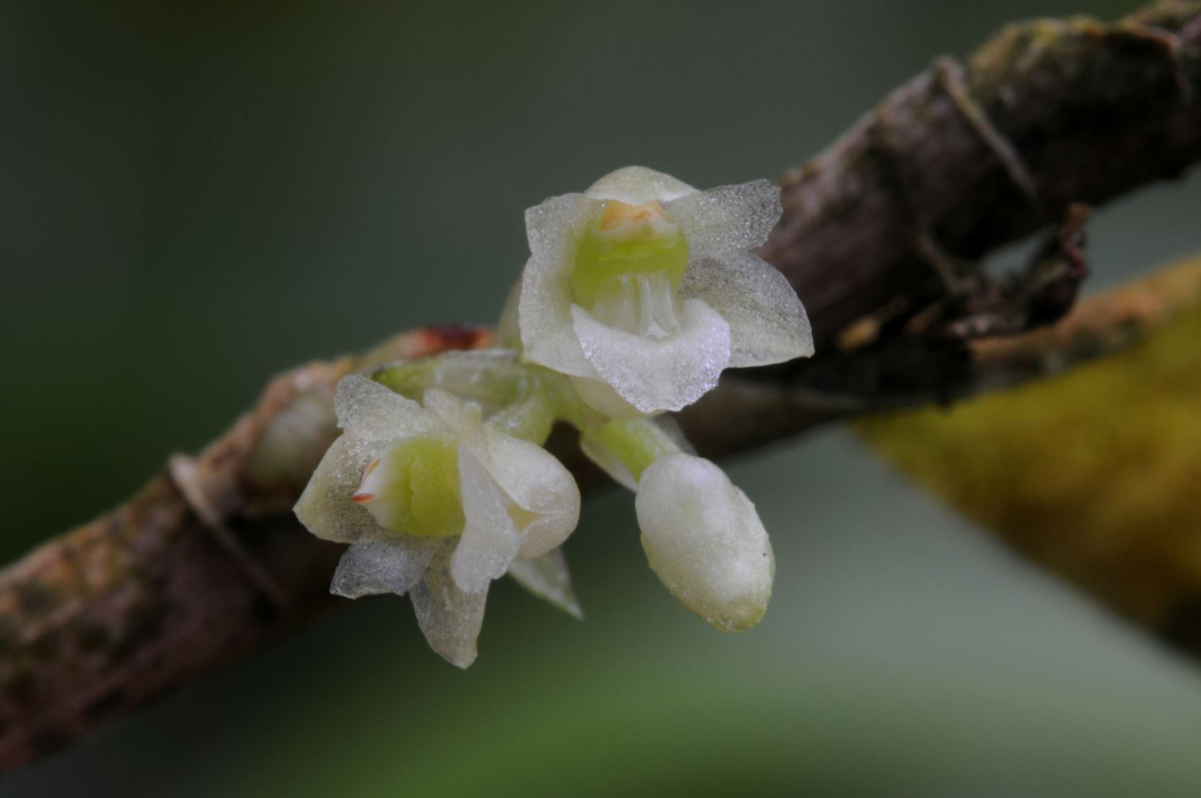 Appendicula reflexa | Hortus Botanicus Leiden, Netherlands