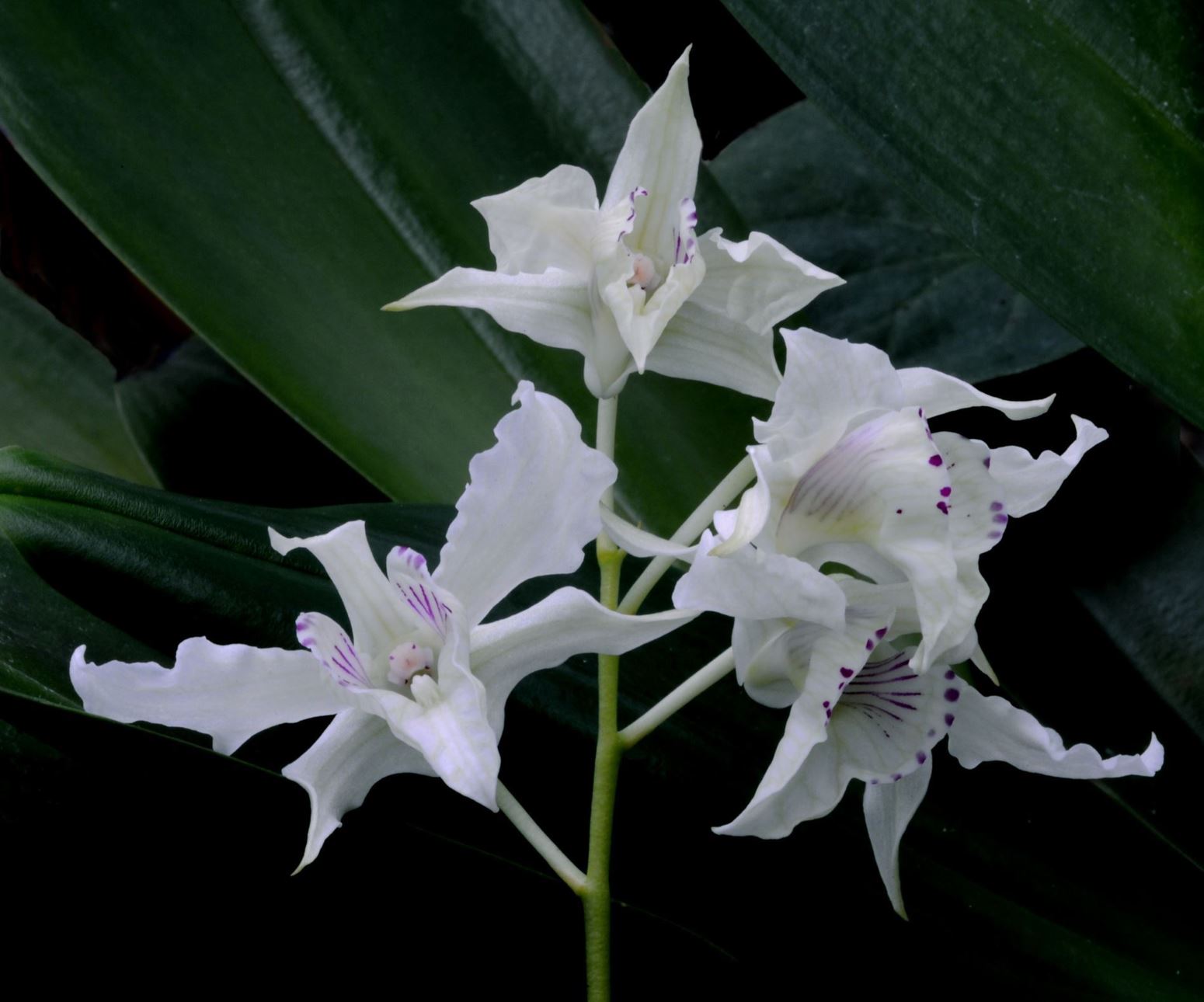 Dendrobium rhodostictum | Hortus Botanicus Leiden, Netherlands