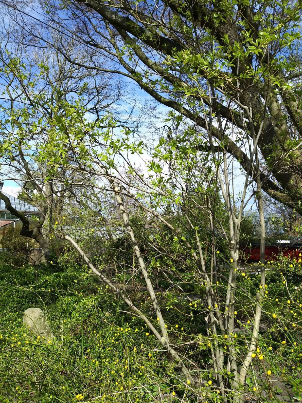 Staphylea colchica - Kaukasische pimpernoot, Colchis bladdernut ...