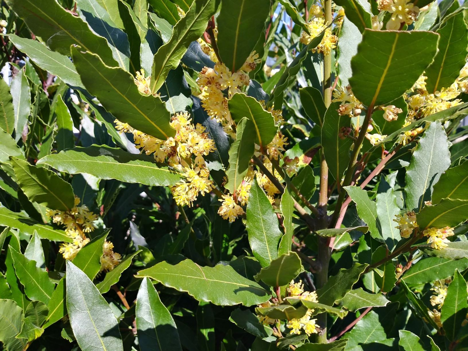 Laurus nobilis - Laurierboom, Bay Laurel, Defne, Labhras, Edel-Lorbeer ...