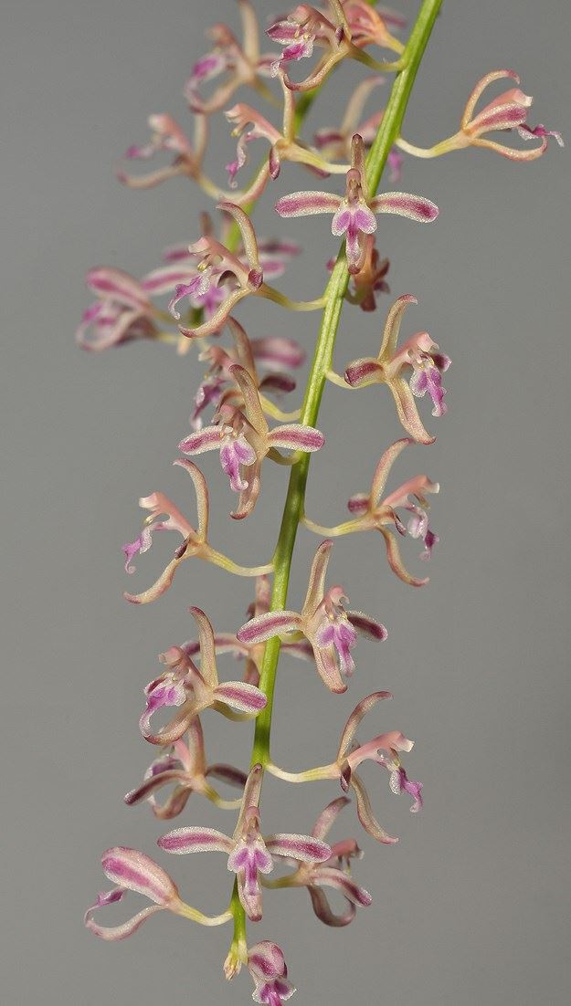 Acriopsis liliifolia | Hortus Botanicus Leiden, Netherlands