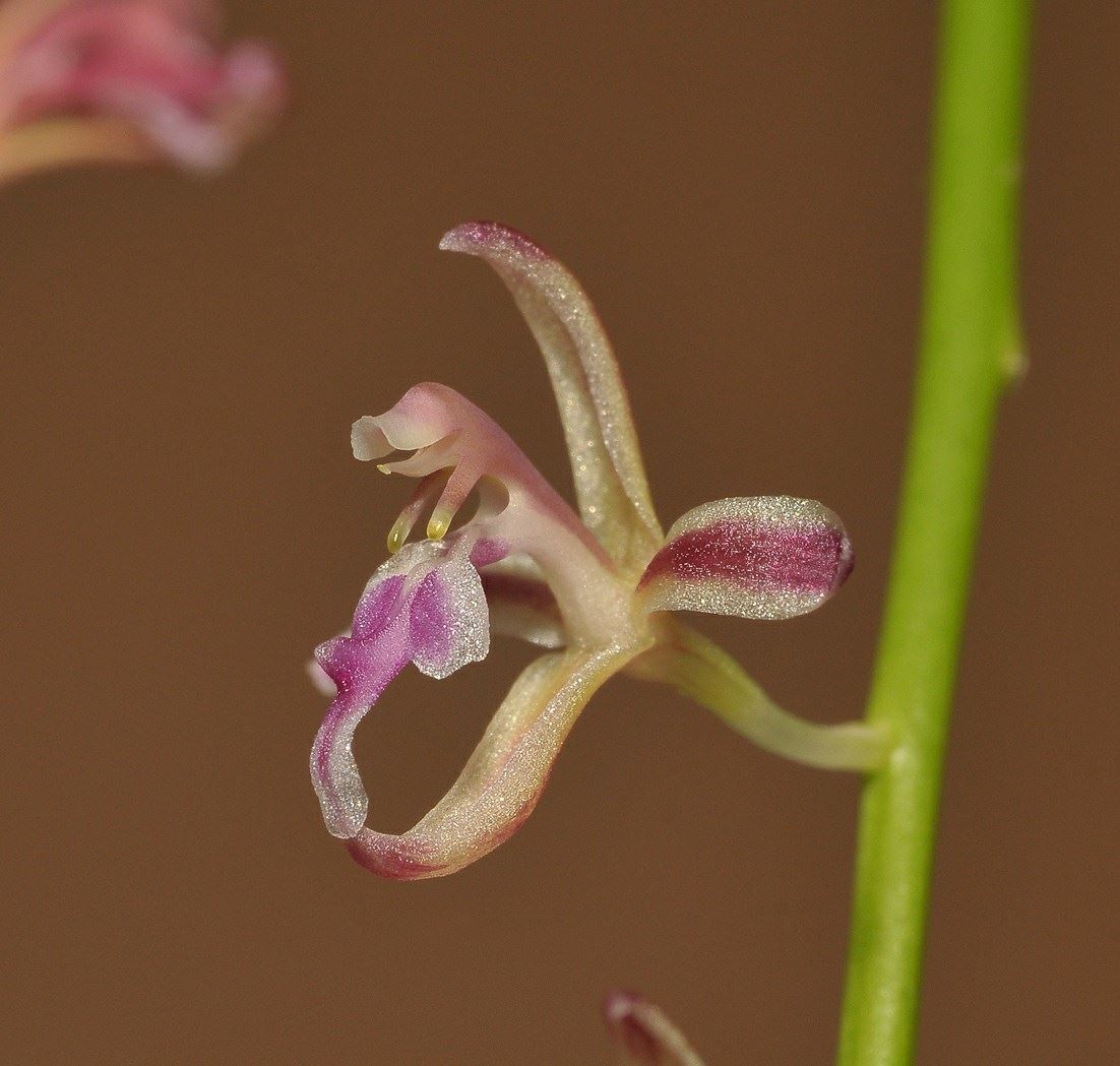 Acriopsis liliifolia | Hortus Botanicus Leiden, Netherlands