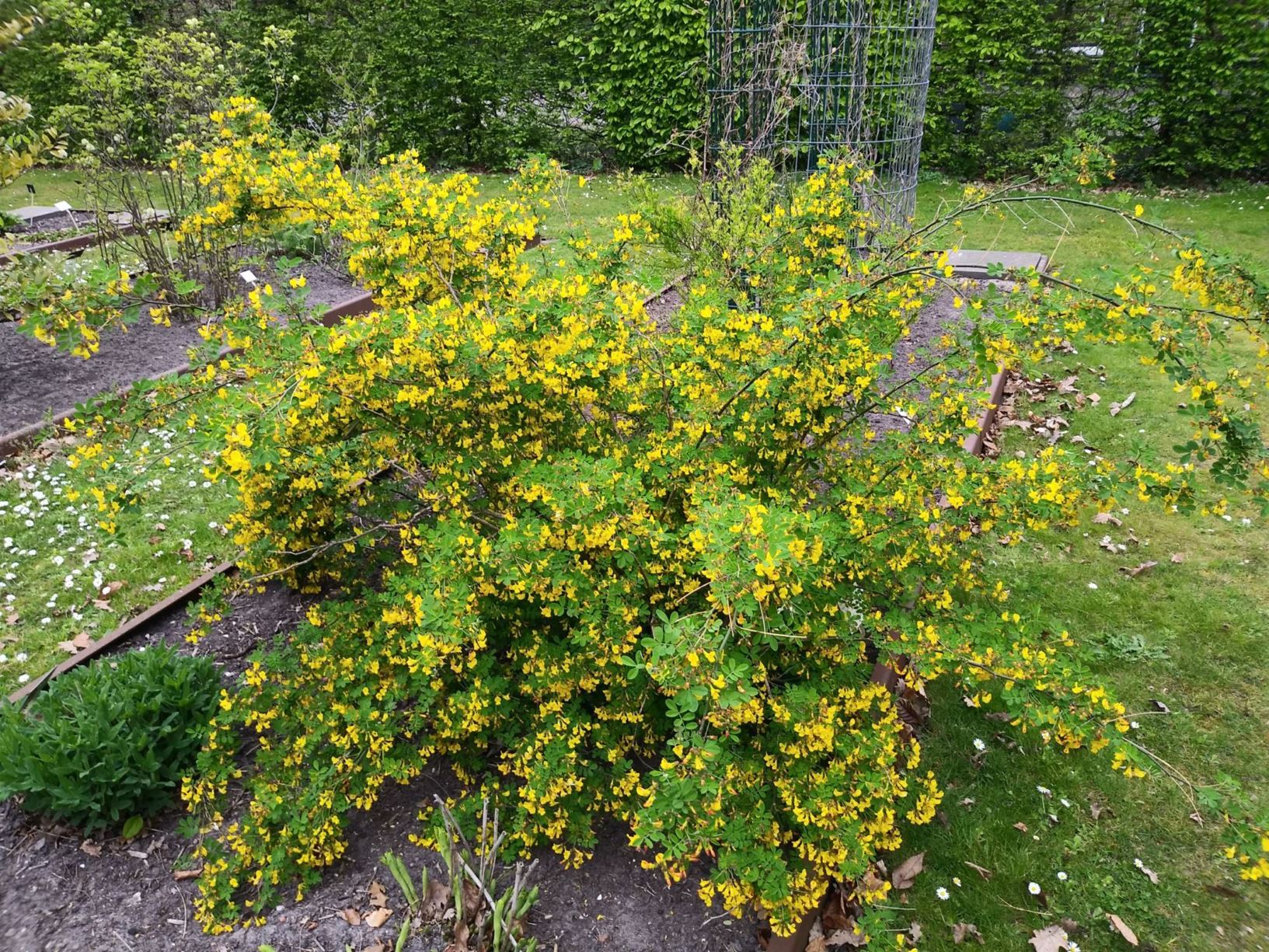 Hippocrepis emerus - Scorpion senna | Hortus Botanicus Leiden, Netherlands