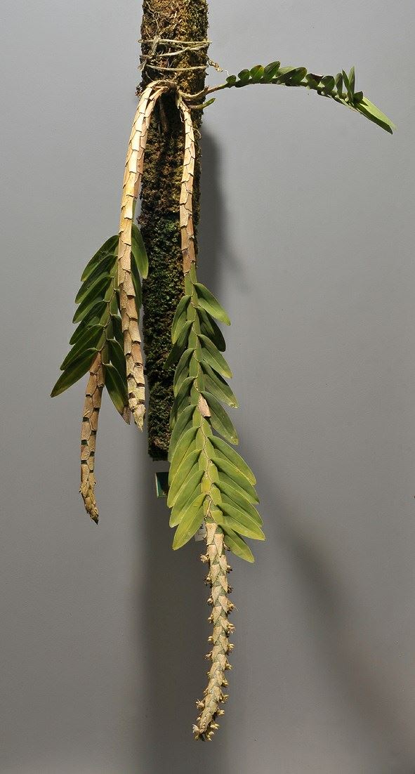 Agrostophyllum spicatum | Hortus Botanicus Leiden, Netherlands