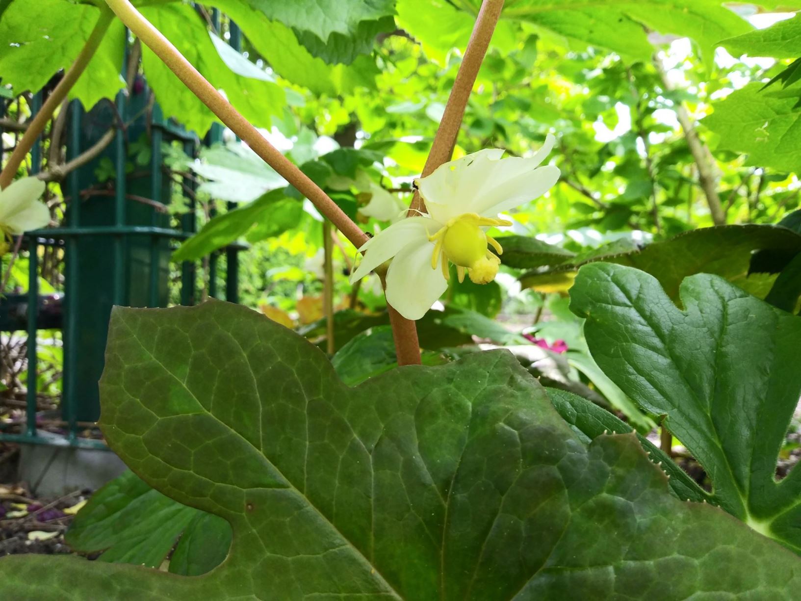 Podophyllum peltatum - Voetblad, meiappel, wild-mandrake, common May ...