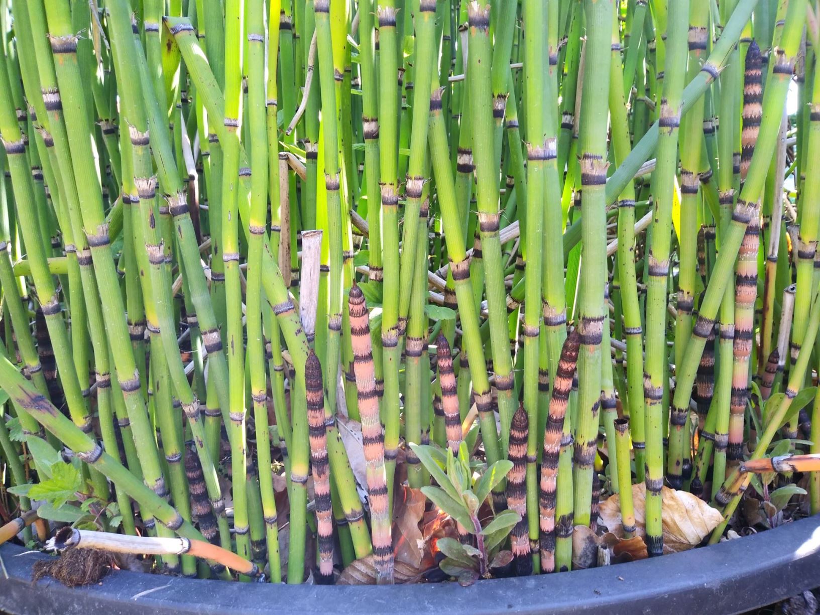 Equisetum hyemale var. affine - Reuzenschaafstro, Giant scouring rush ...