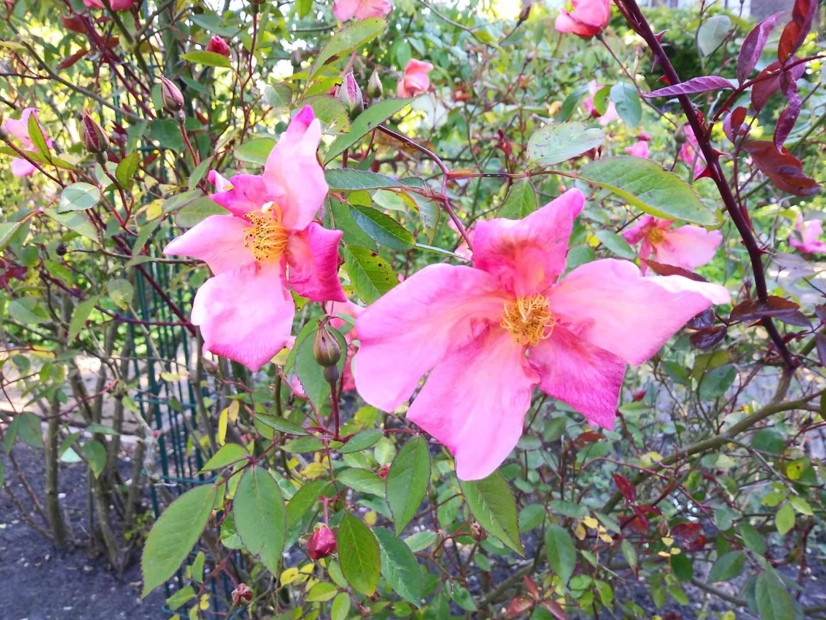 Names R | Hortus Botanicus Leiden, Netherlands