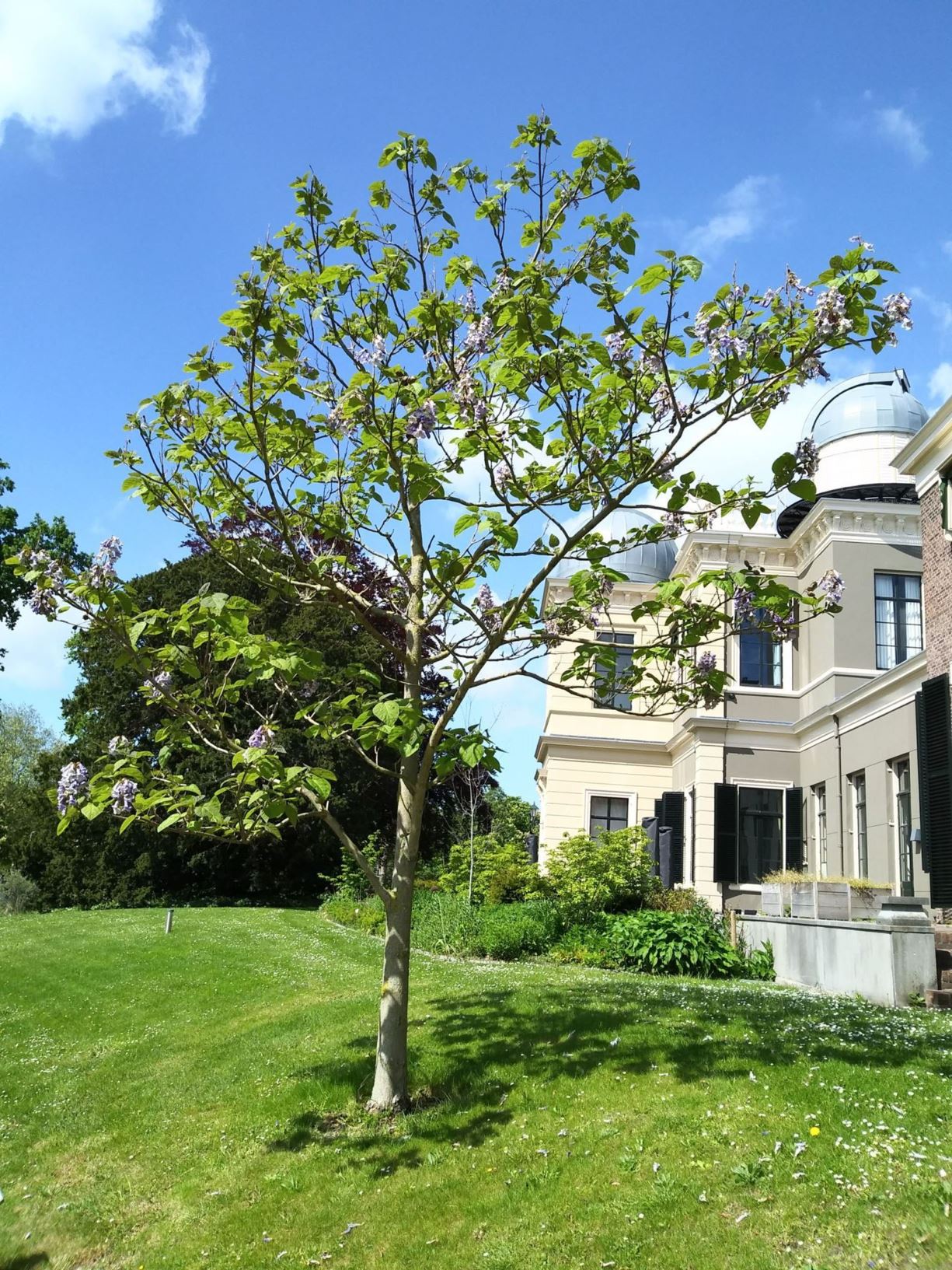 Paulownia tomentosa - Anna Paulownaboom, Anna Paulowna tree | Hortus ...