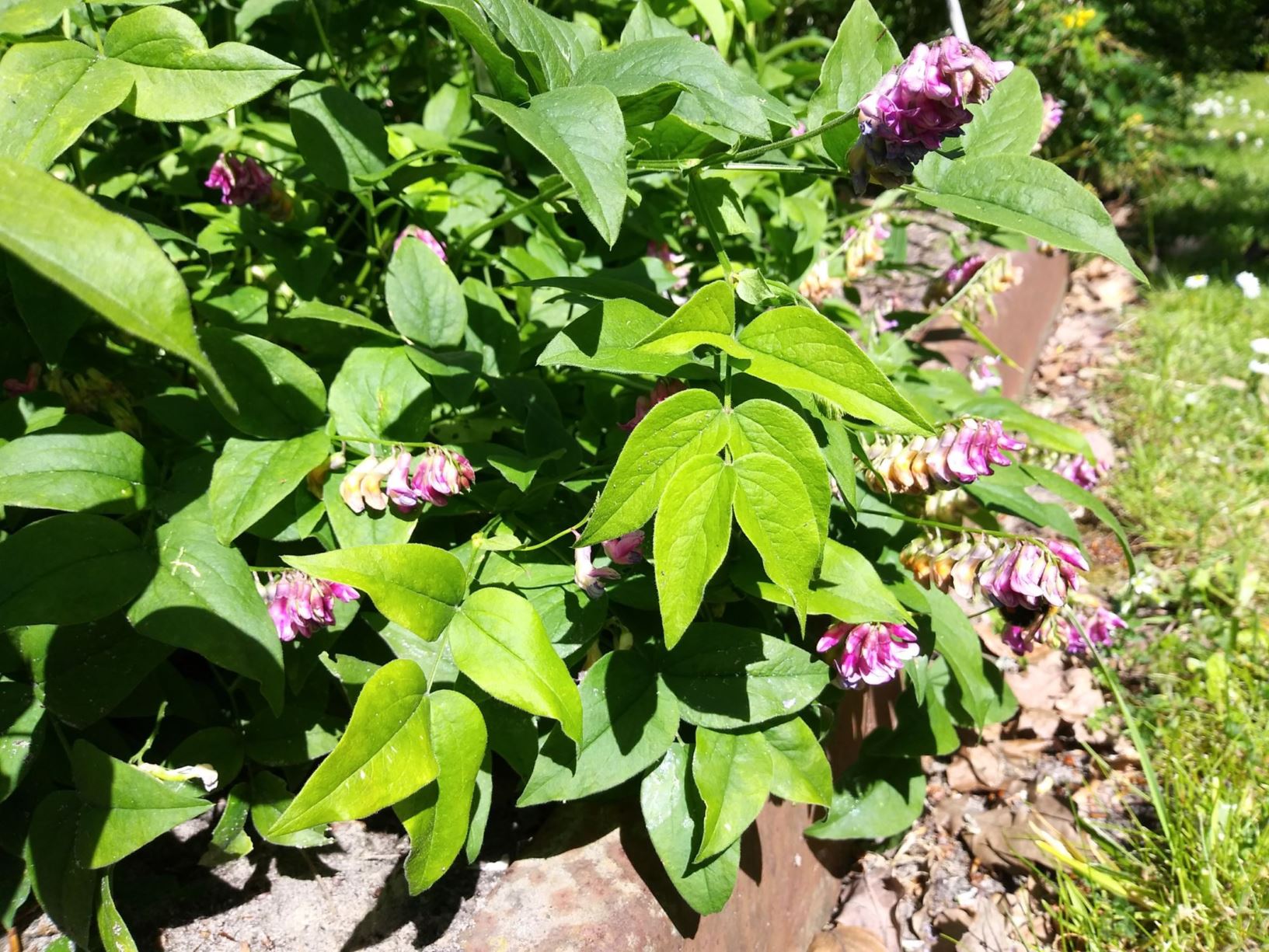 Lathyrus venetus - venezianische Platterbse, cicerchia veneta | Hortus ...