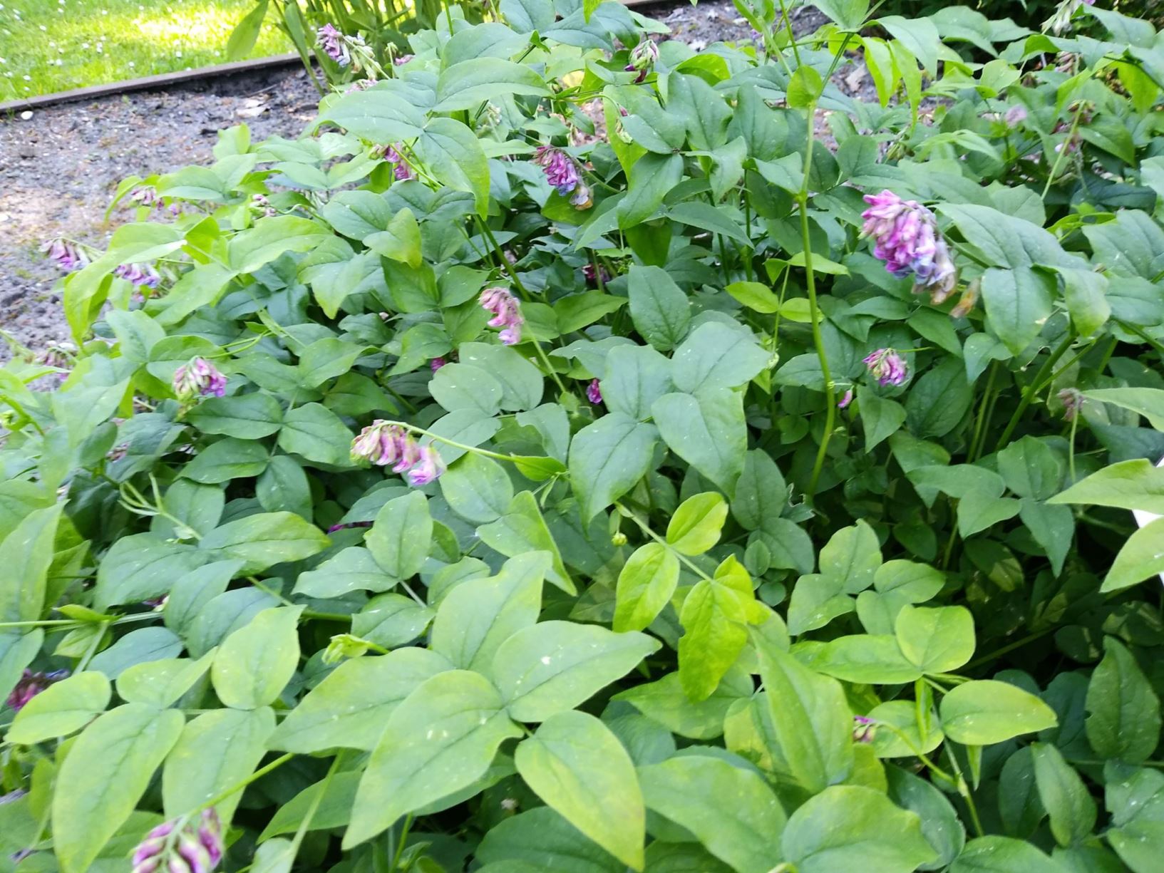 Lathyrus venetus - venezianische Platterbse, cicerchia veneta | Hortus ...