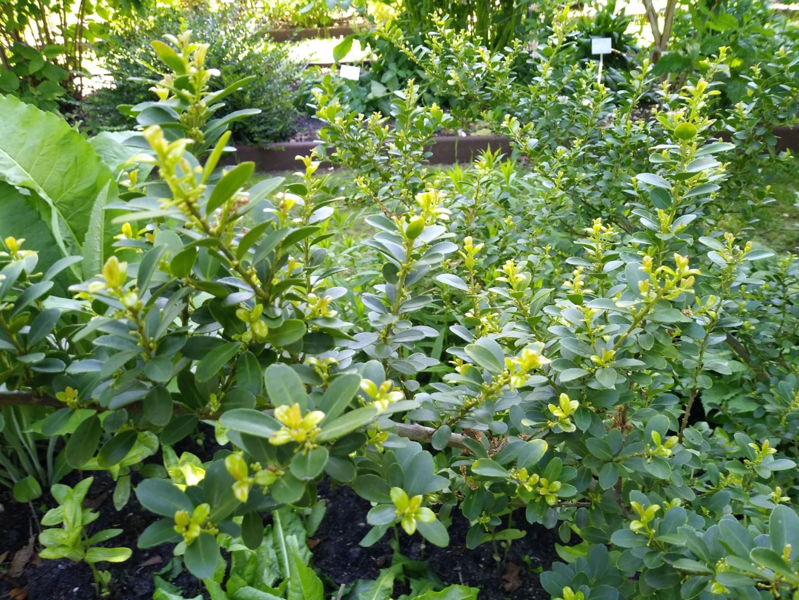 Ilex crenata - Box-leaved holly, Japanese holly, Inu-tsuge, 齿叶冬青 chi ye ...