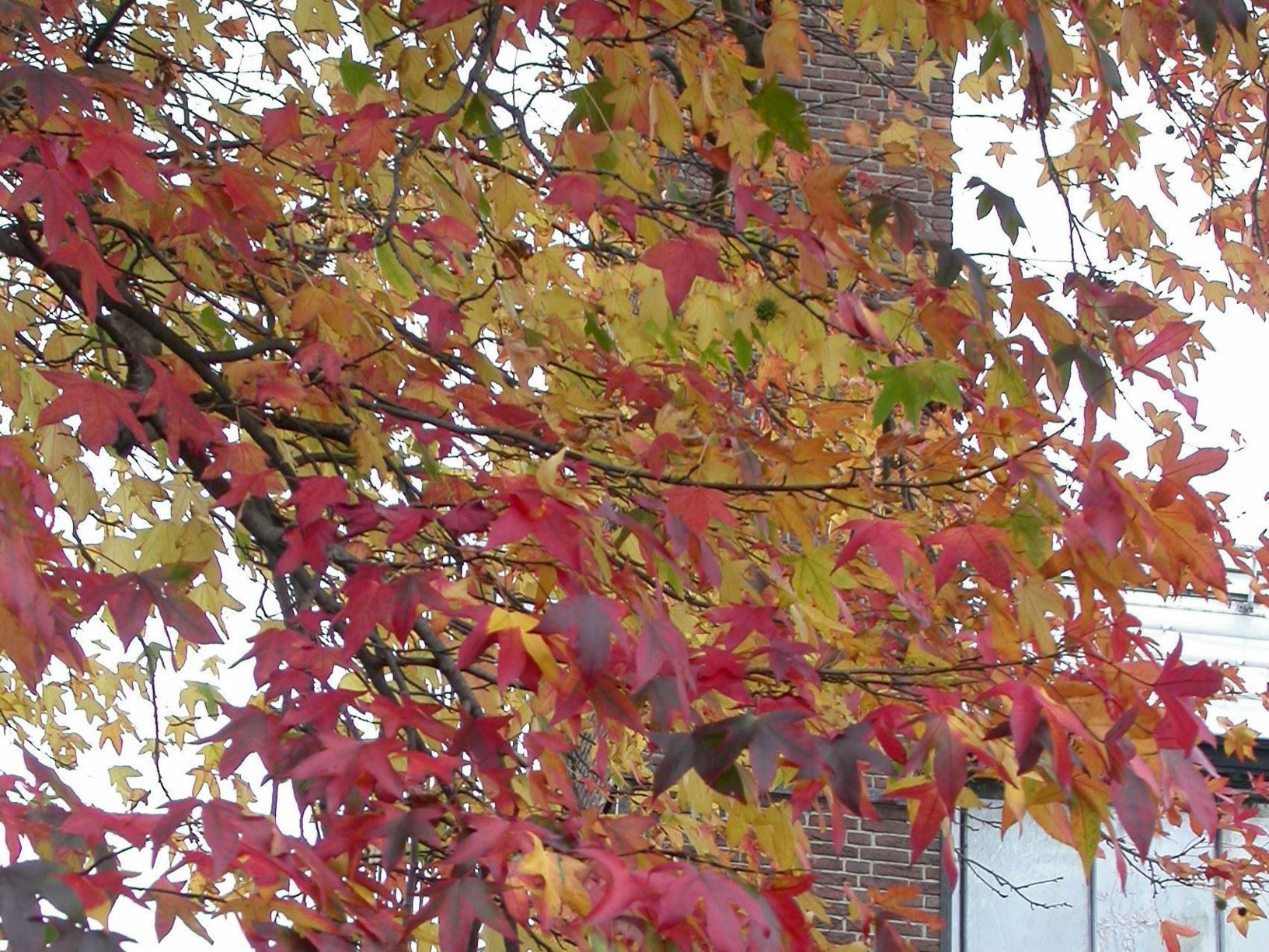 Liquidambar styraciflua - Amberboom | Hortus Botanicus Leiden, Netherlands