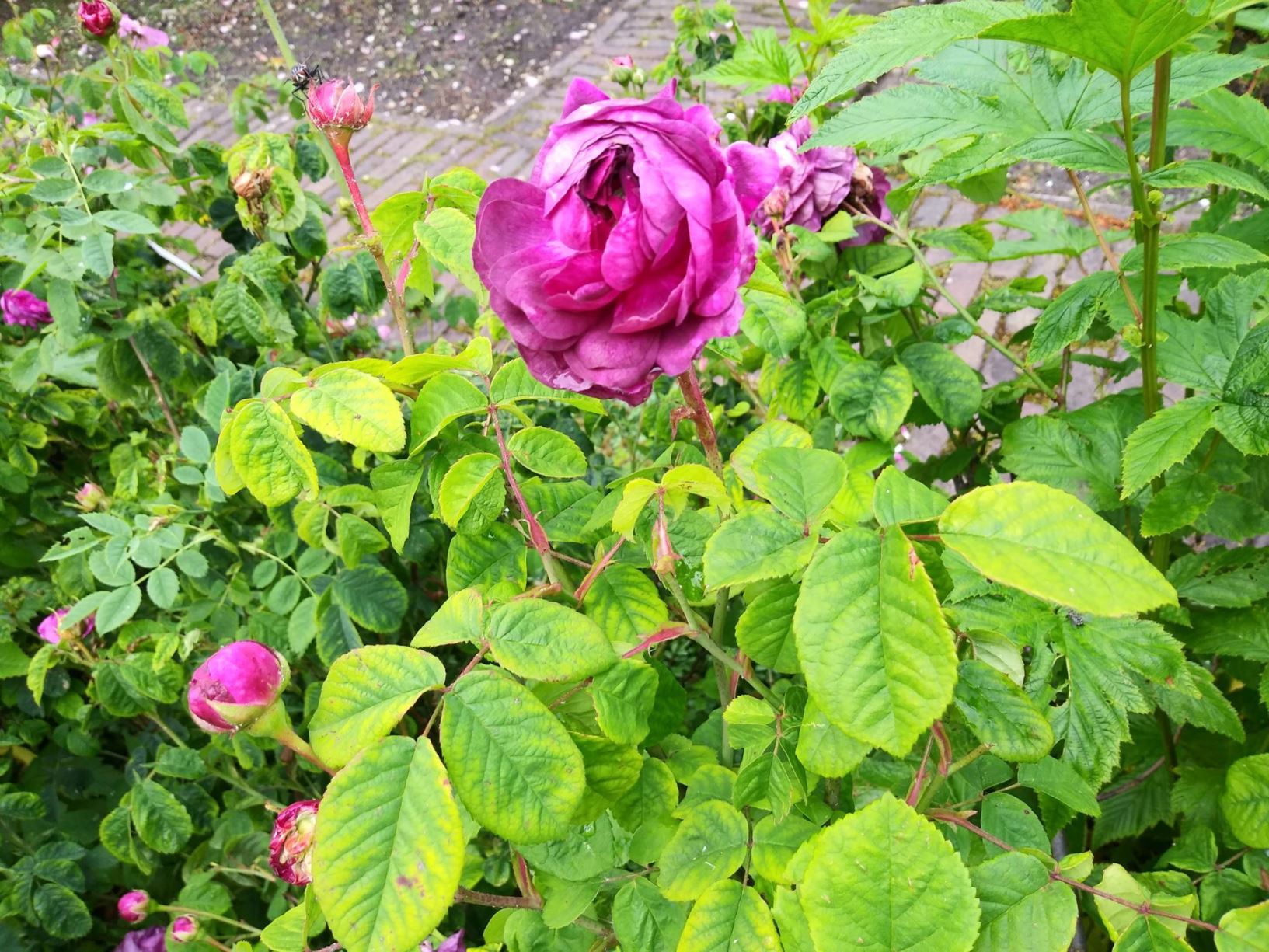 Names R | Hortus Botanicus Leiden, Netherlands